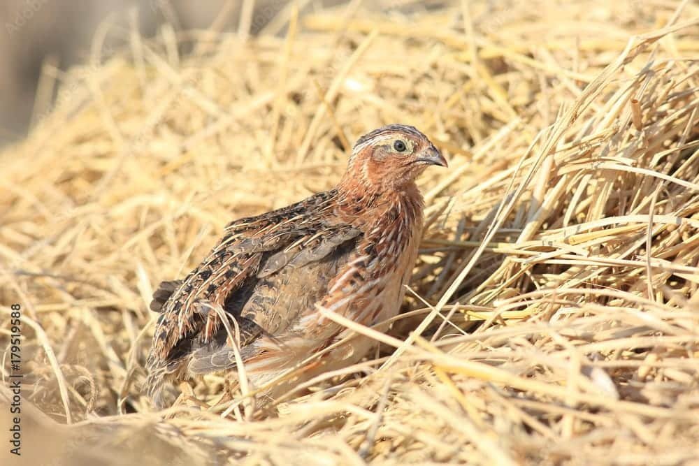 Quail Species and How To Pick The Right Bird For You - FarmBackyard